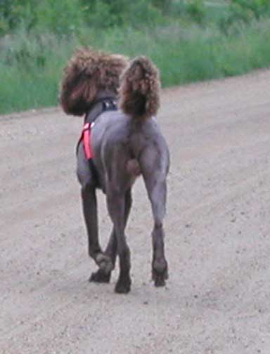 Standard Poodle Structure