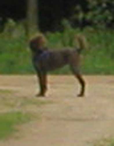 Standard Poodle Structure