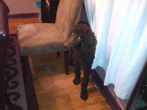 Giant Standard Poodles Roscoe