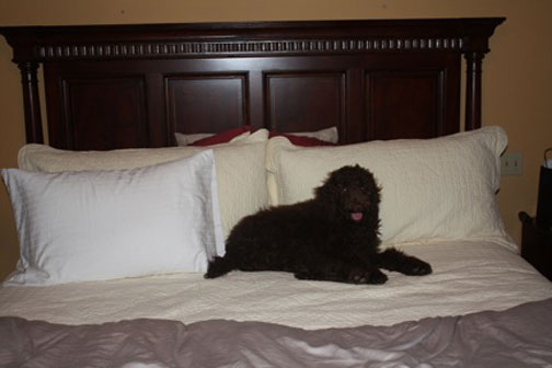 Brown Standard Poodle - Duchess